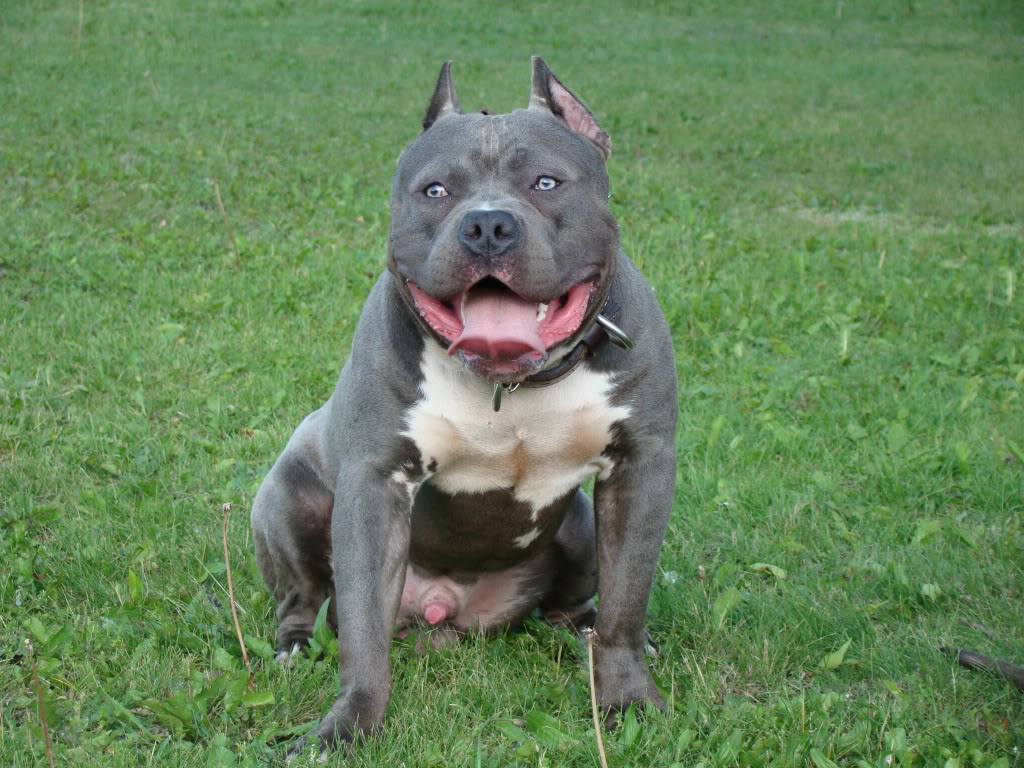 American Bully World: AMERICAN BULLY