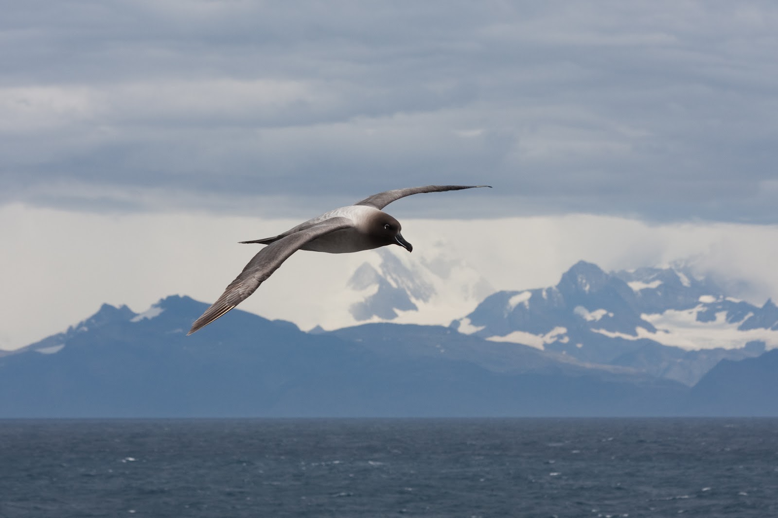 Southern Ocean and Antarctica: Albatross Film from Midway - appeal