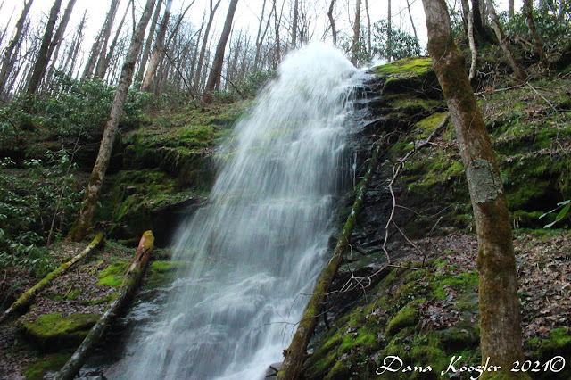 Cumberland Gal: Waterfall Keepers Trip #2: Lemon Falls, Logging Road ...