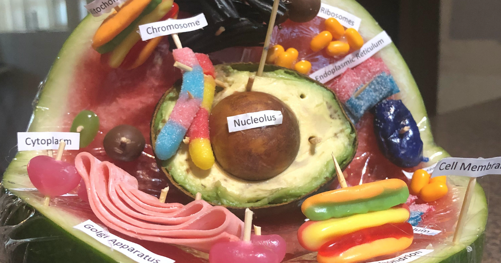 Watermelon Animal Cell Model