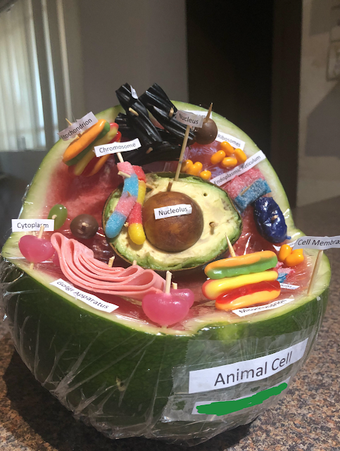 Watermelon Animal Cell Model