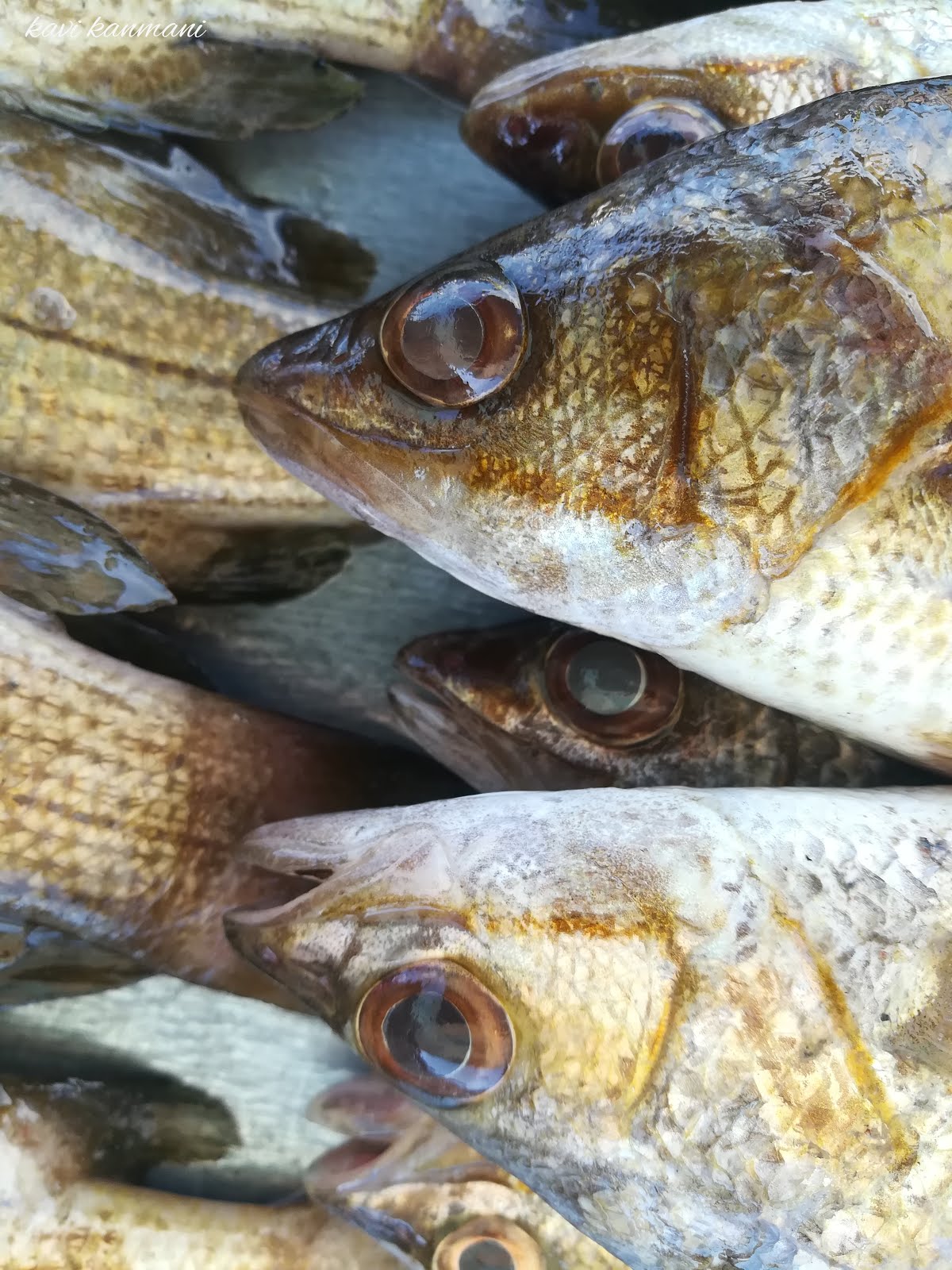 செங்கனி