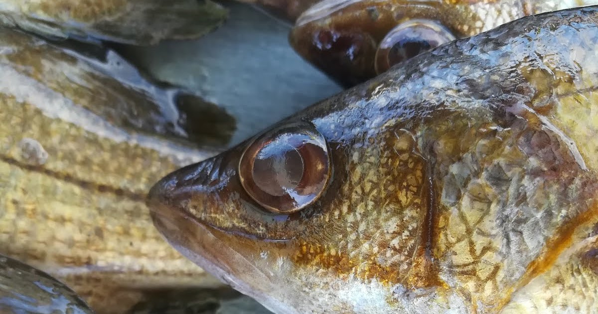 செங்கனி