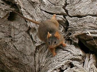 Antechinus Brown Animals | Information & Latest Pictures | The Wildlife