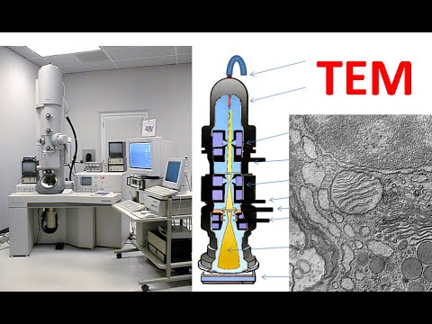 Explain principle of electron microscopy : Biology Blog