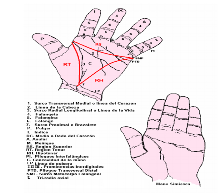 PELMATOSCOPIA Y QUIROSCOPIA