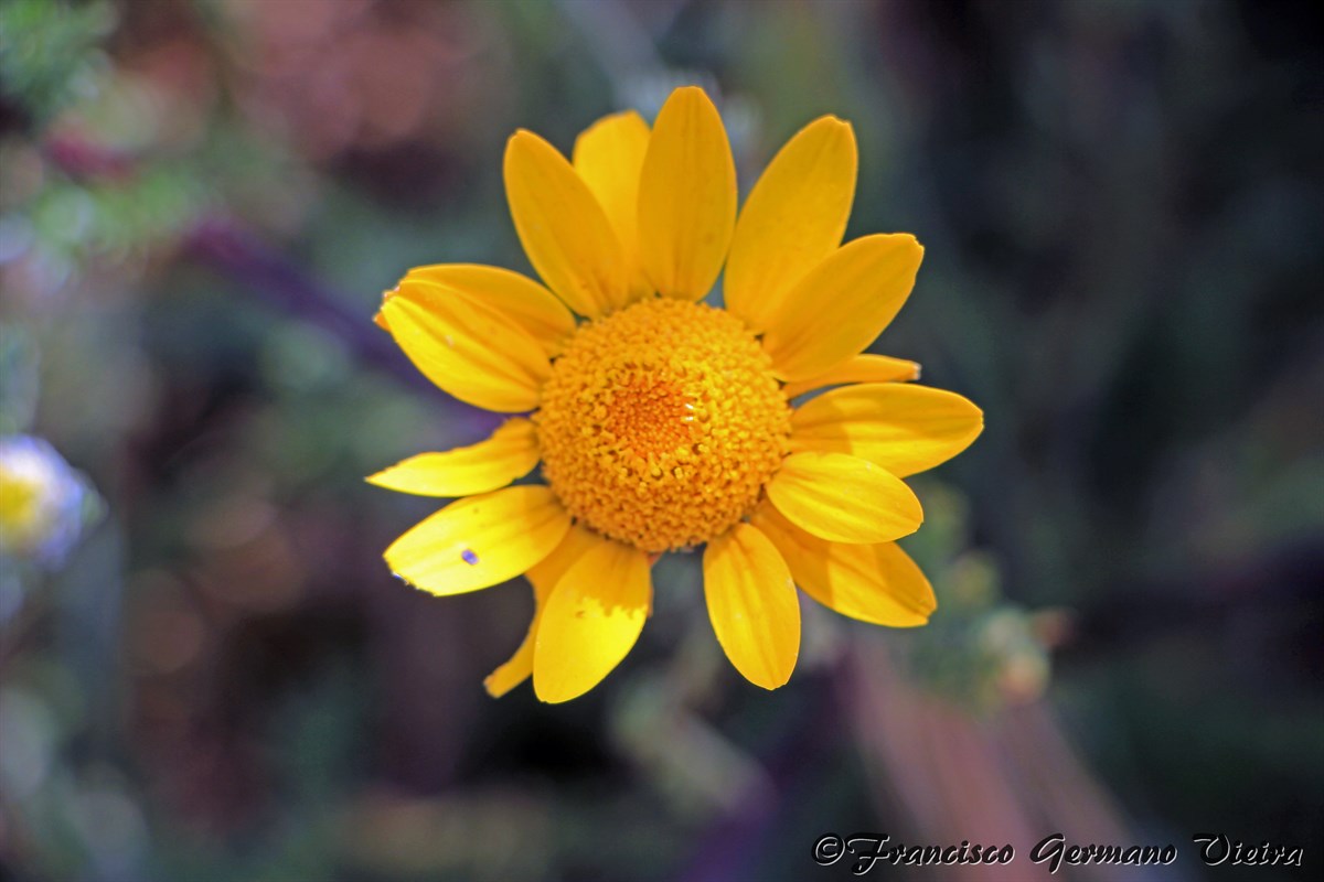 PINTURAS EM PENICHE: Malmequer-amarelo (Chrysanthemum coronarium)
