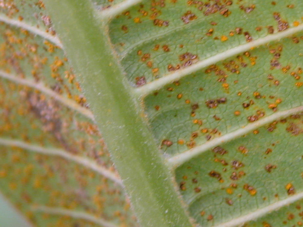 Plumeria Pests and Diseases in Thailand