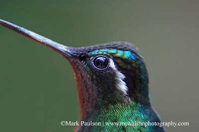 MAP Artistic Photography: Photo of the Day: Hummingbird Eye Reflection