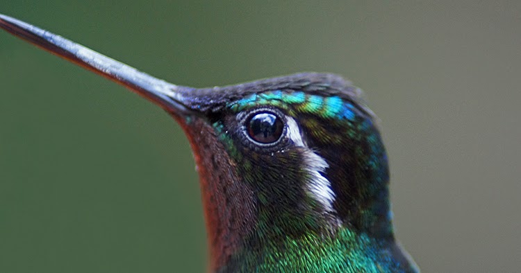 MAP Artistic Photography: Photo of the Day: Hummingbird Eye Reflection