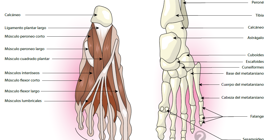 Anatomía del pie: Músculos y ligamentos