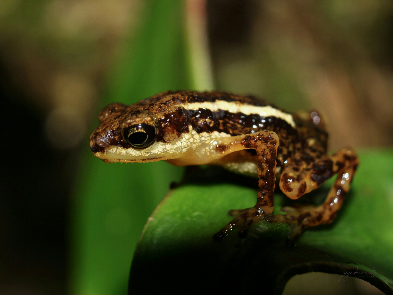 Palawan Toadlet – Palawan’s most controversial amphibian