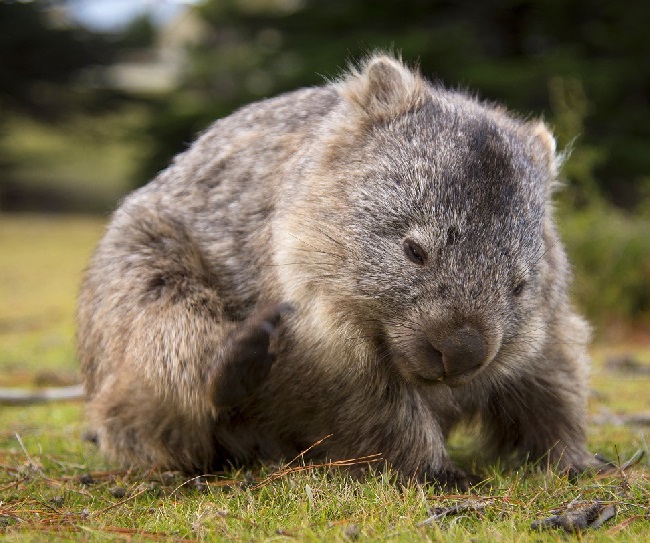 Naturaleza salvaje Blog: Wómbats