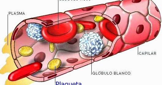 Plaquetas (trombocitos): características y funciones