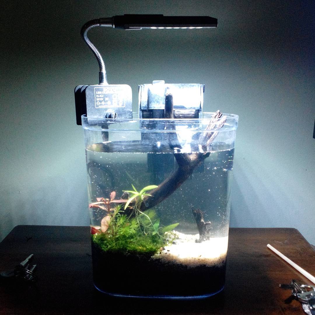 Contoh dan Referensi Desain Aquascape Mini Terbaik