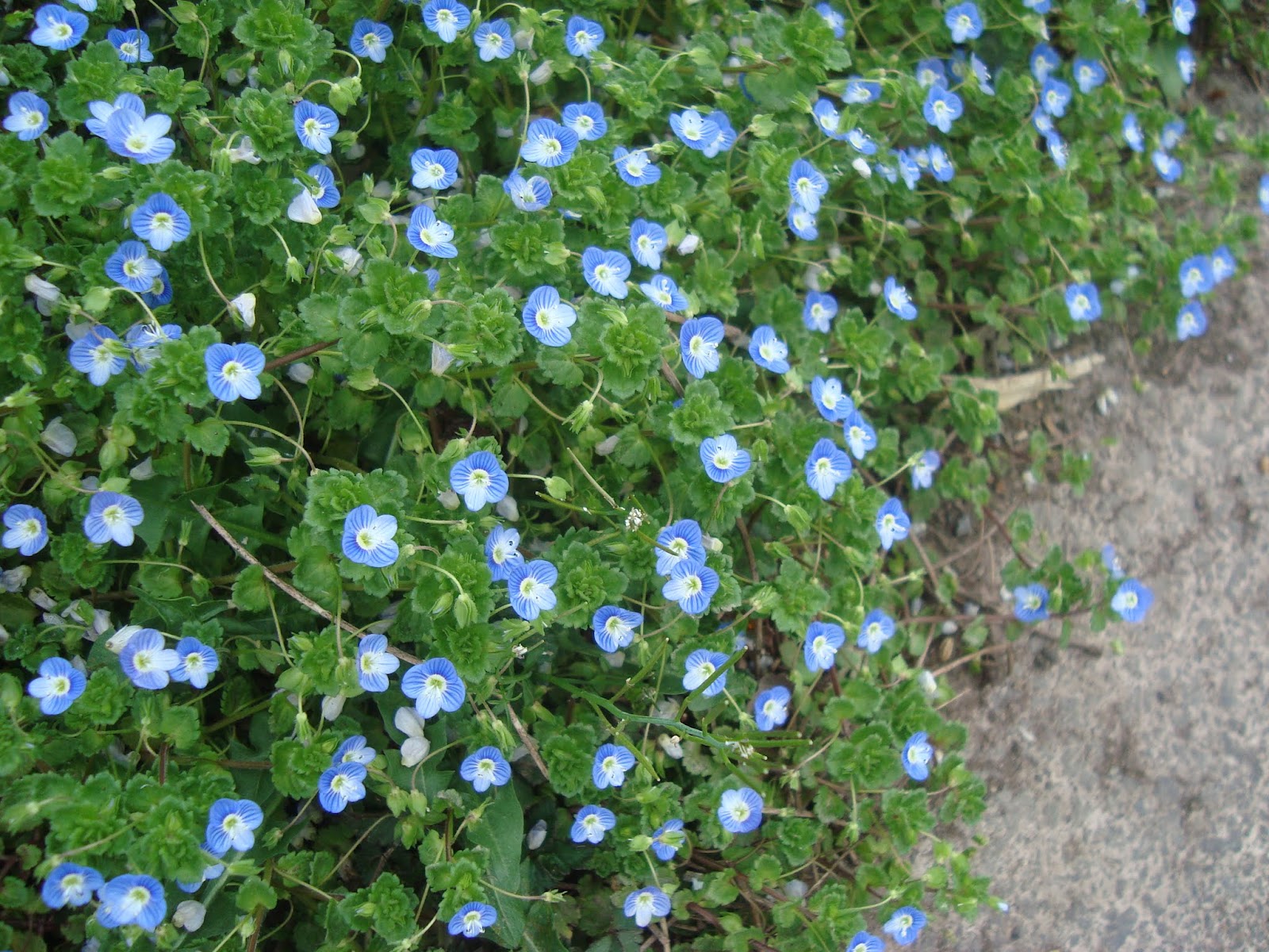 Princeton Nature Notes: Random Spring Weed Identification