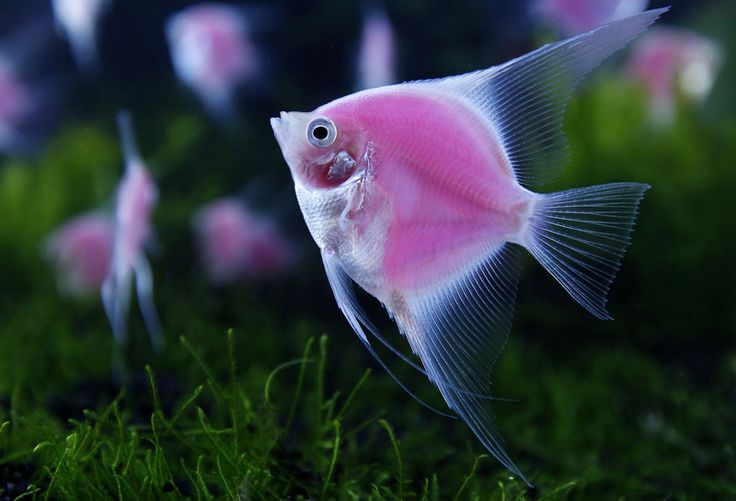 Angelfish Types & Genetics ~ Angelfish Types