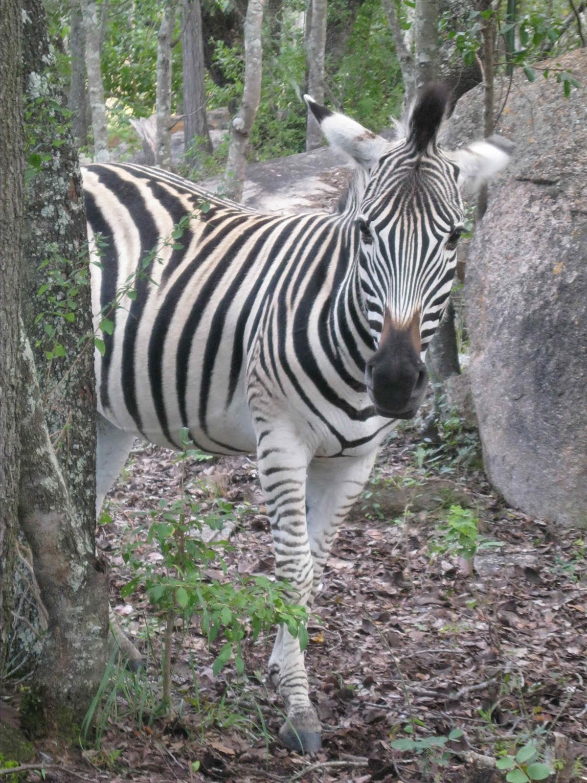the spotted zebra