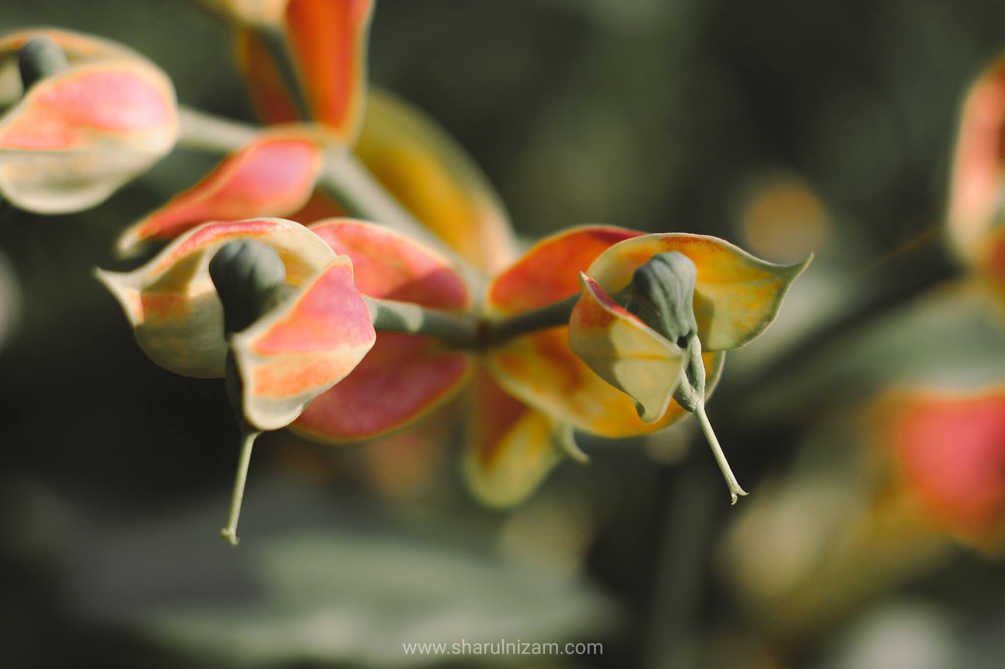 Little Bird Flower (aka Bunga Burung)