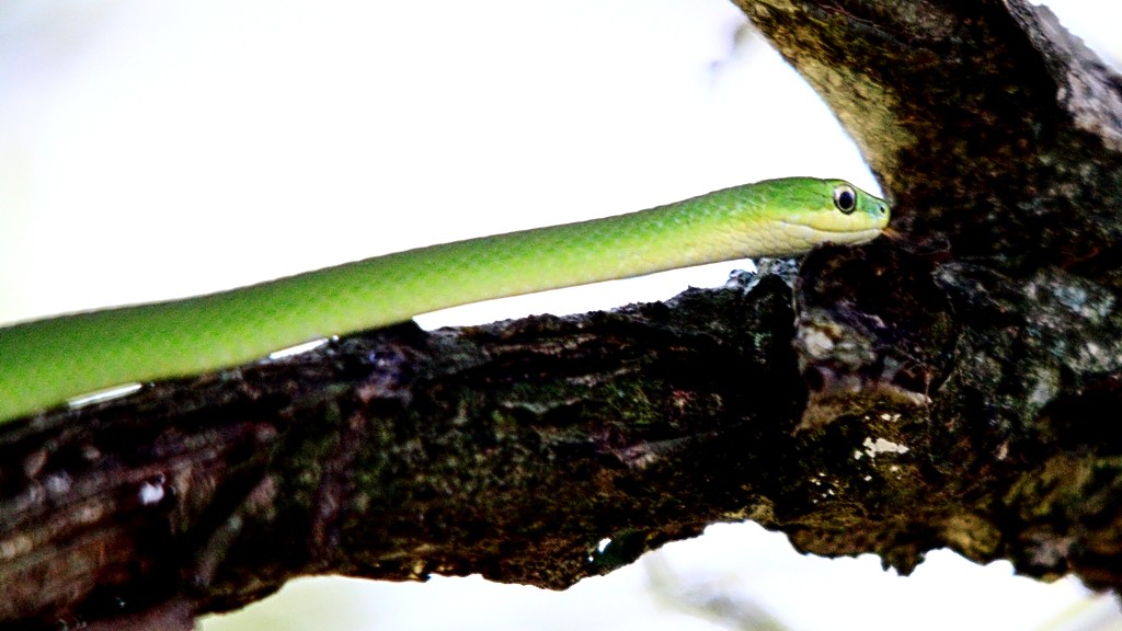 Gary's Outdoor Wanderings2: THE LITTLE GREEN SNAKE
