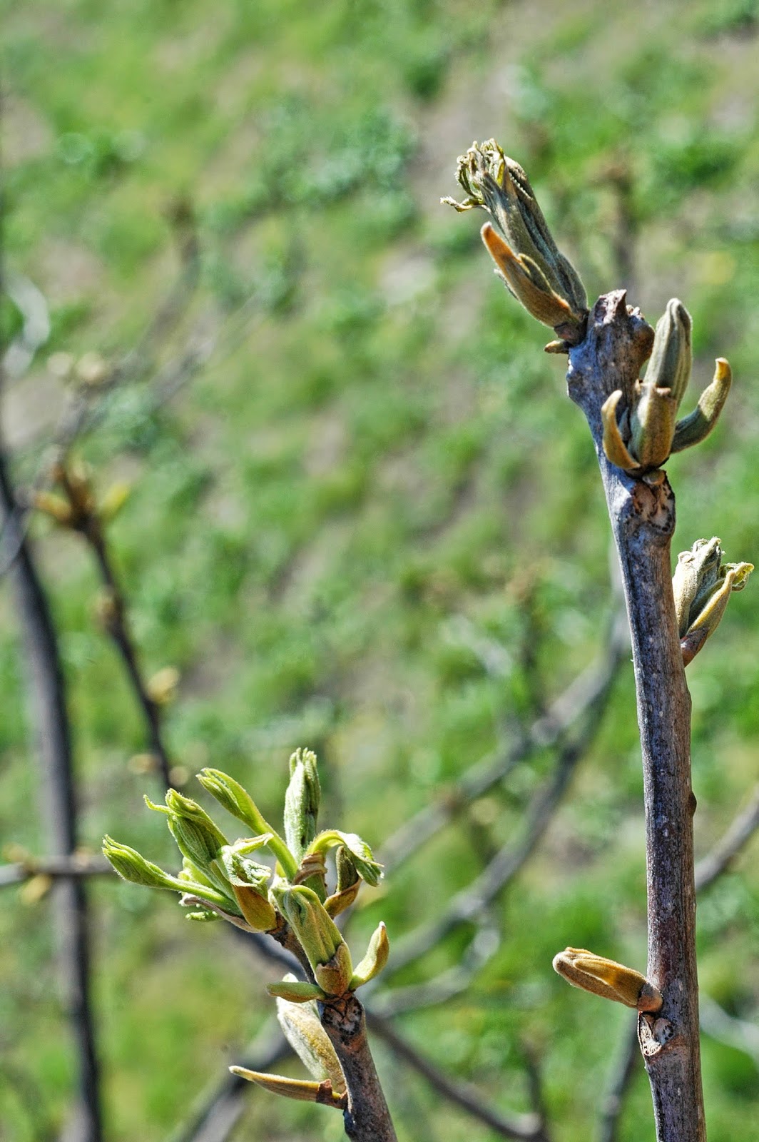 Northern Pecans: Freezing temperatures injure emerging pecan buds