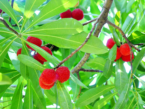 RoadToParnassus: May 2013