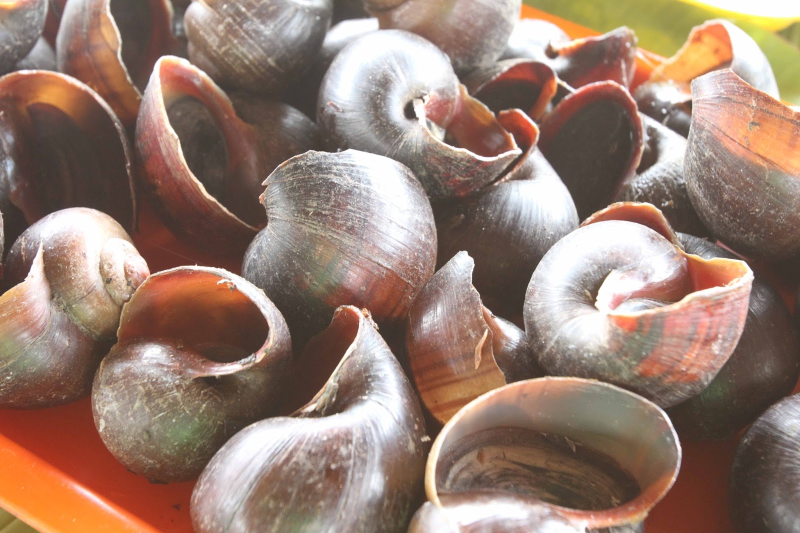 Lenguas Originarias: SOPA DE CHURO