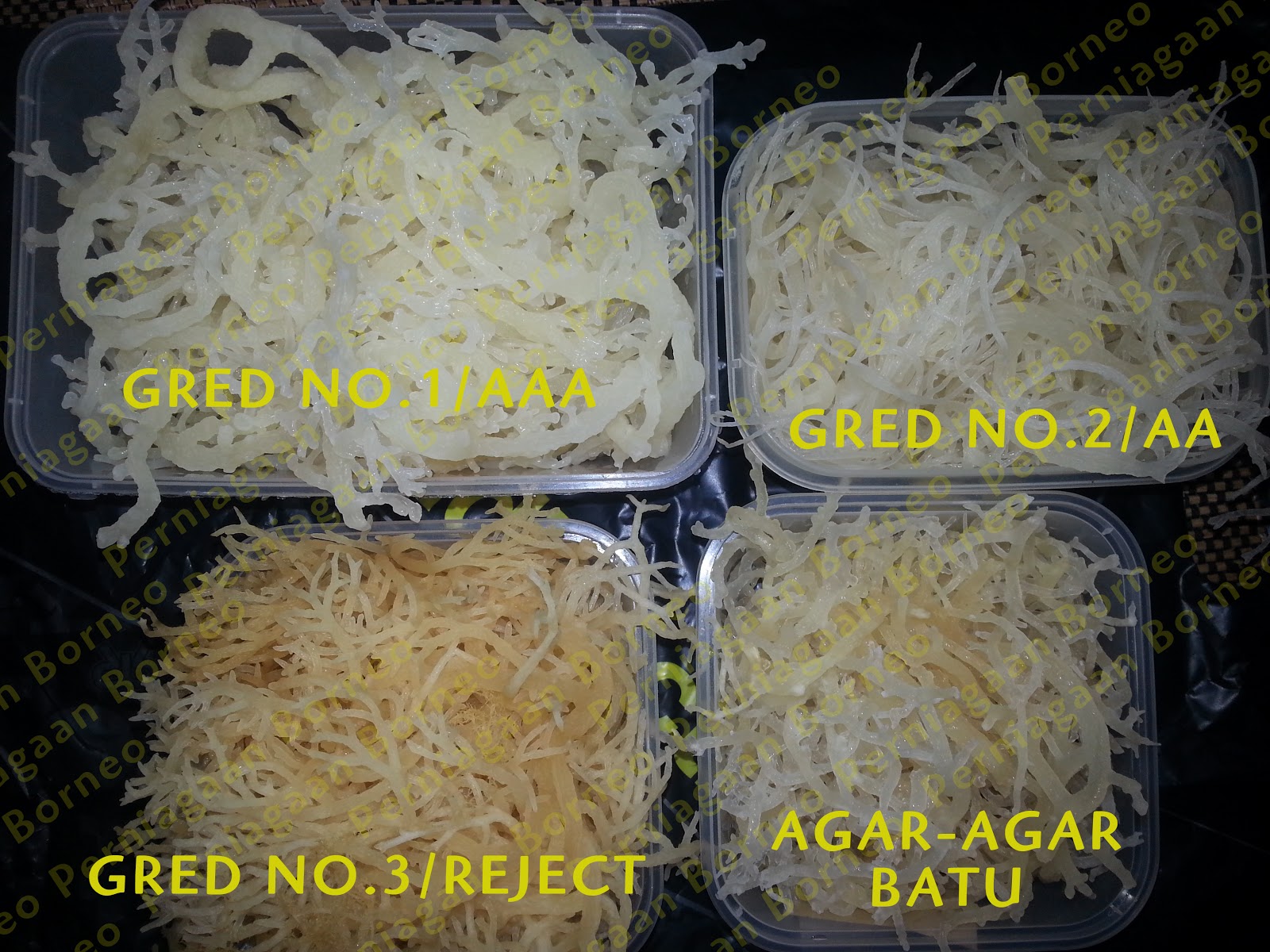 Galeri Kami ~ Pembekal Rumpai Laut/ Agar - agar Laut Semporna Gred No ...