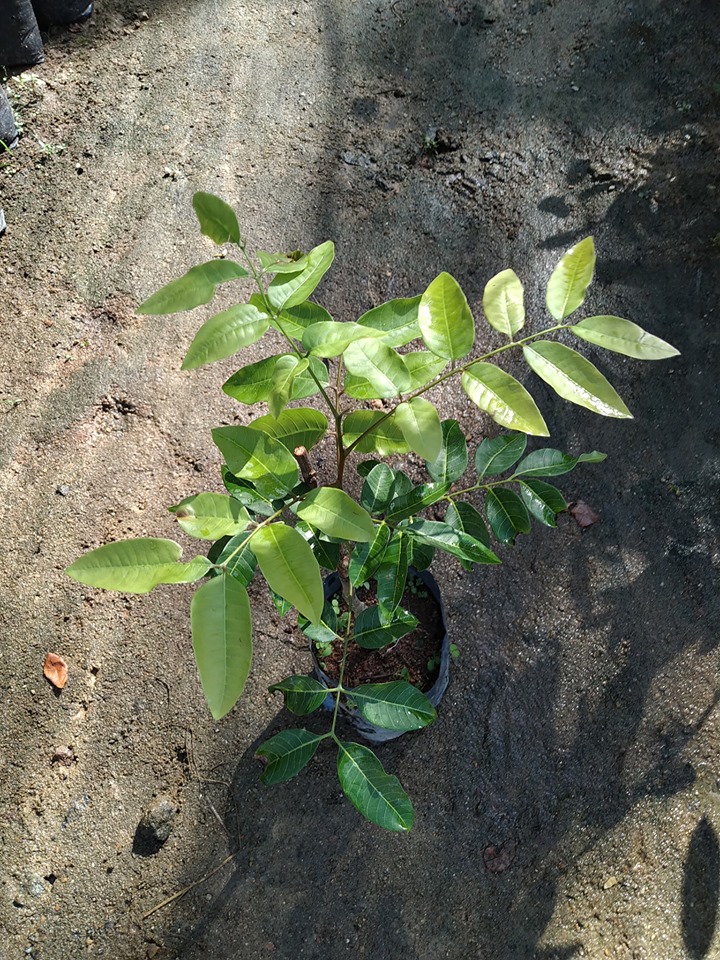 Berita TV Malaysia: Pokok longan rare Longan Lada Hitam