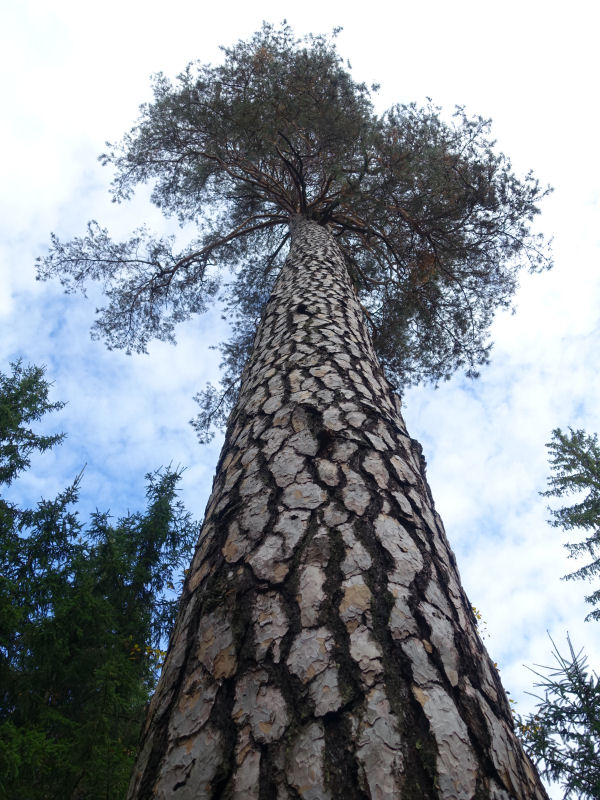 Tavanja po slovenskih hribih: Martinova pot