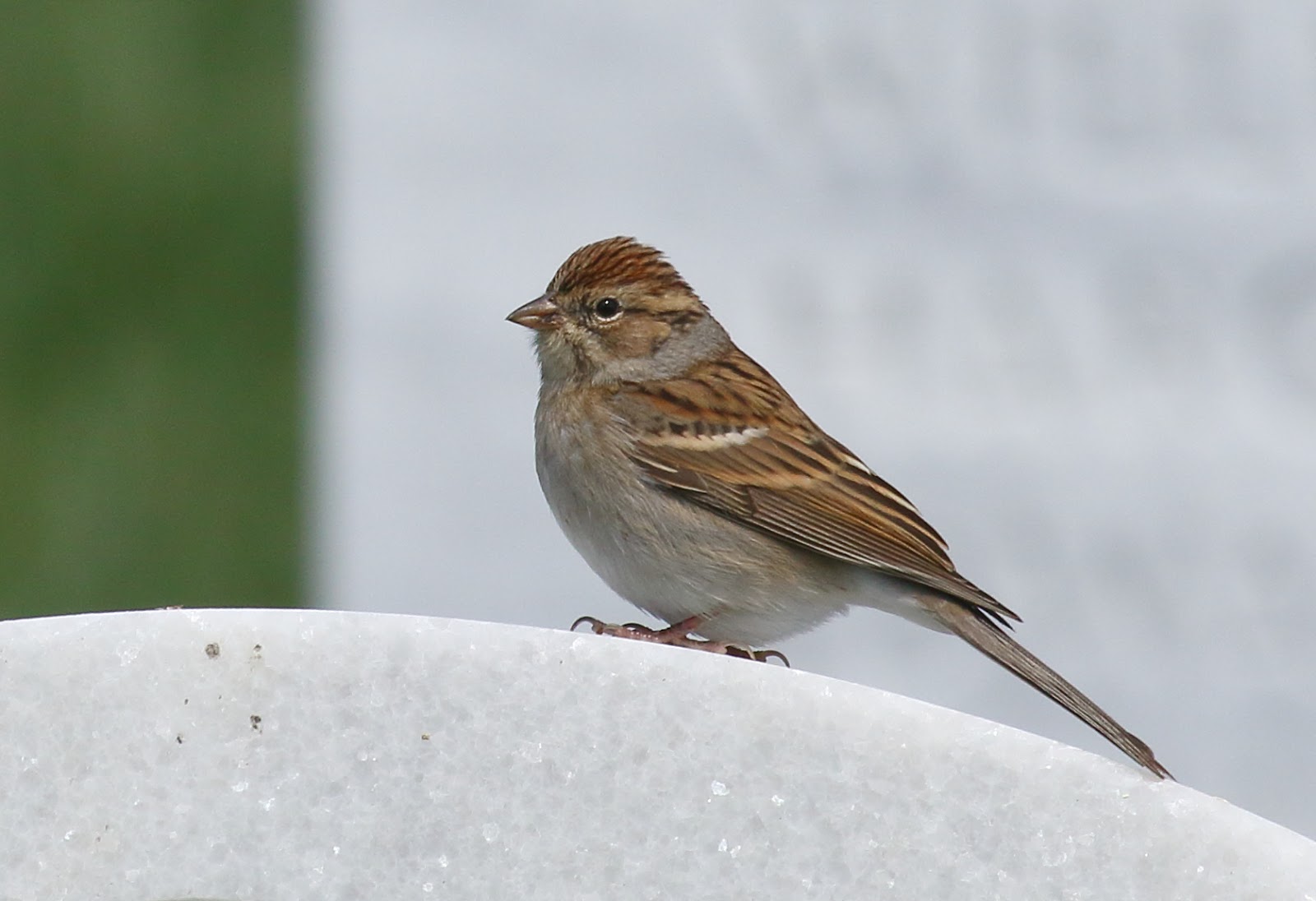 Clay-colored Sparrow at Fort Rosecrans National Cemetery - Greg in San ...
