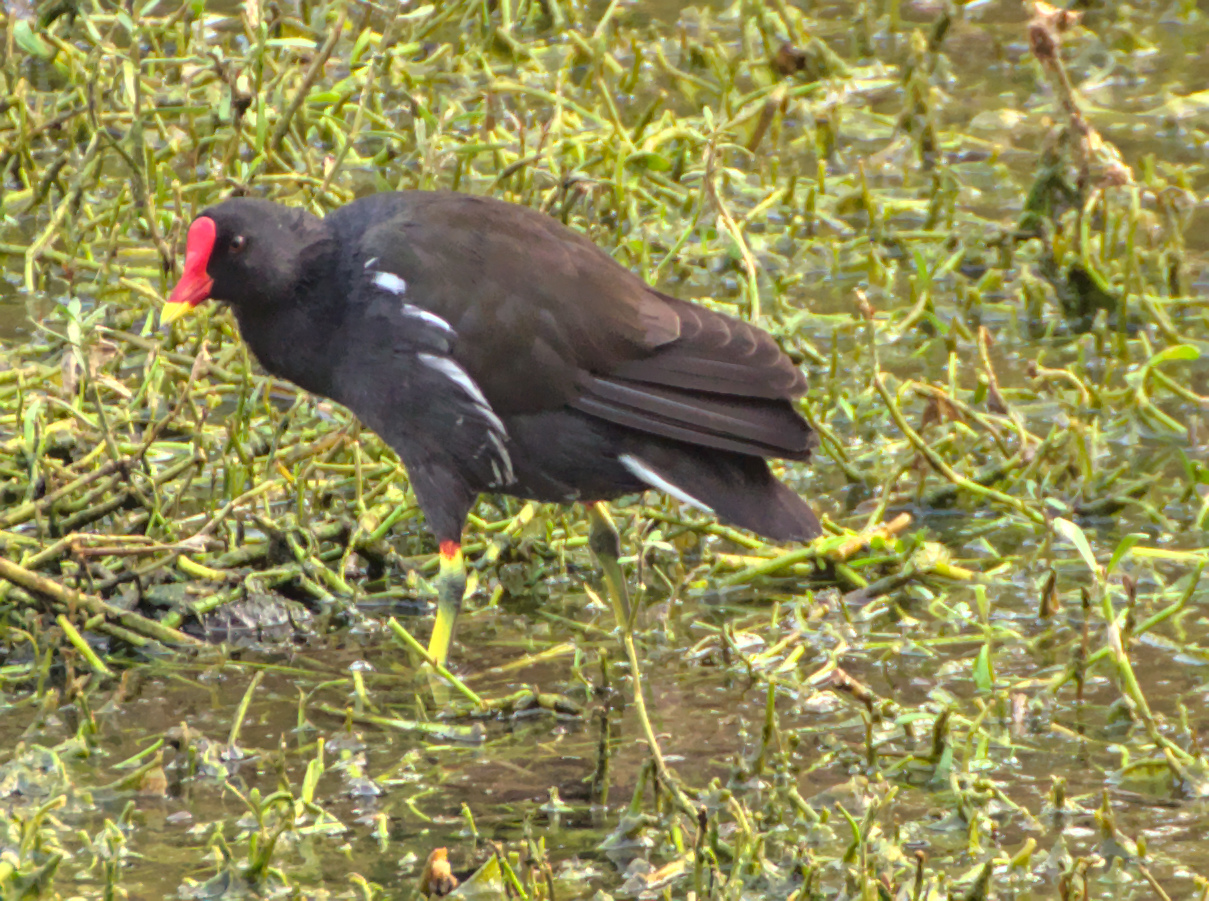 Random Scribbling: Bird Series - Common Moorhen