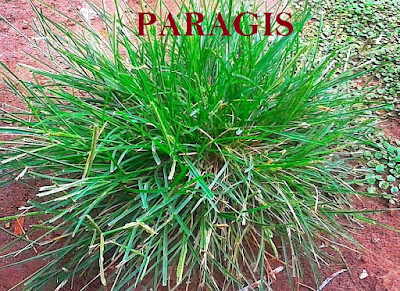 Herbal Remedies For Sickness: PARAGIS