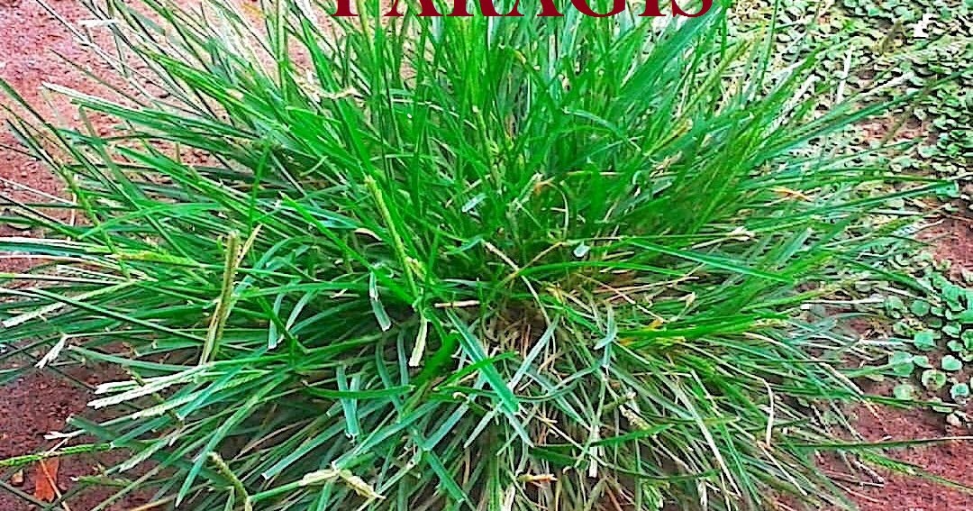 Herbal Remedies For Sickness: PARAGIS