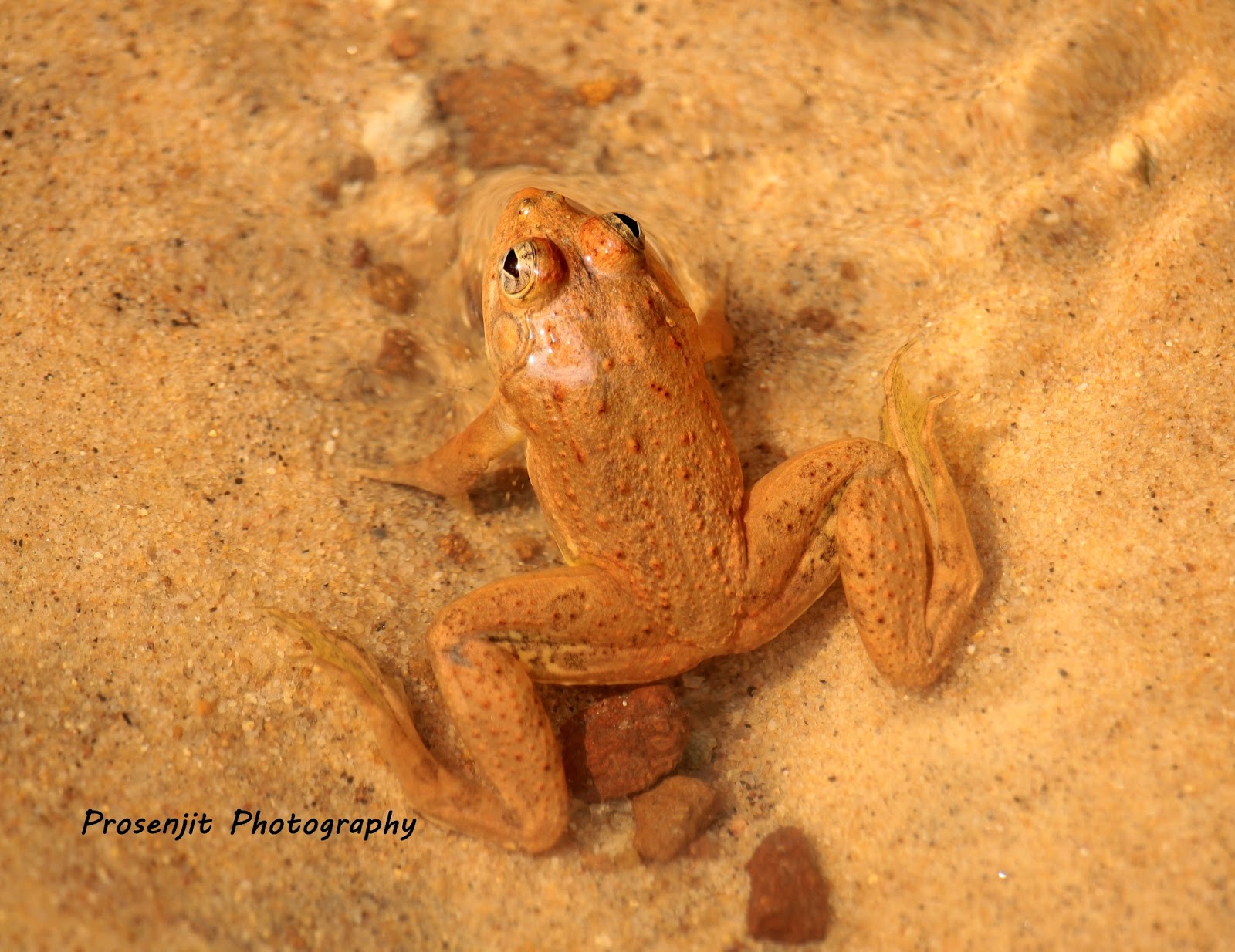 Frogs of Bangladesh: Skipper Frog