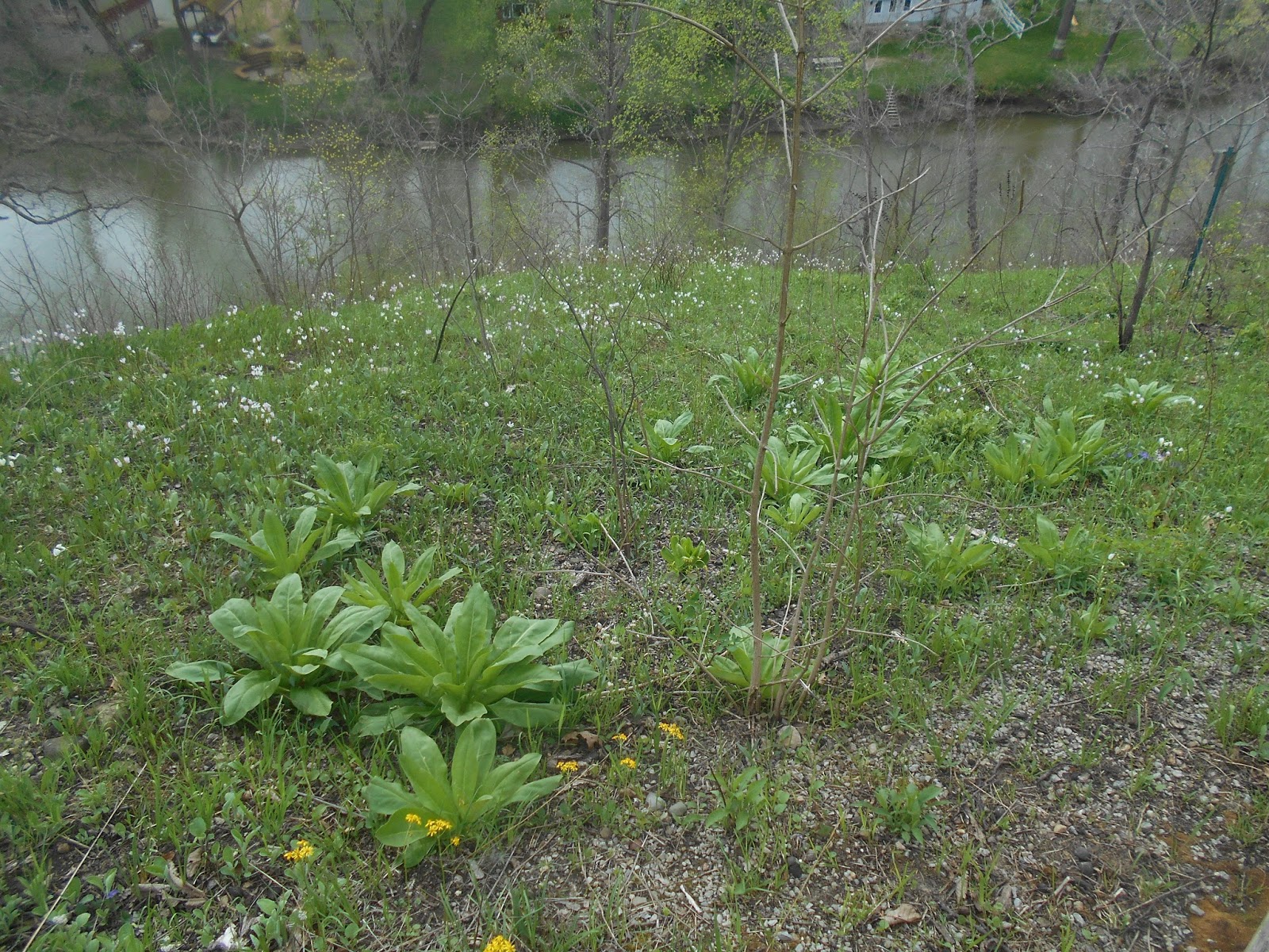 Clegg Garden Today: American Columbo (Frasera caroliniensis)
