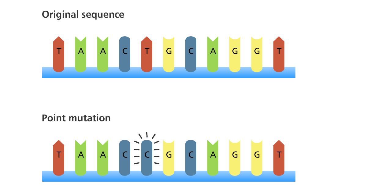 Science mutation | Definition, Causes, Types, & Facts | Biology 24/7