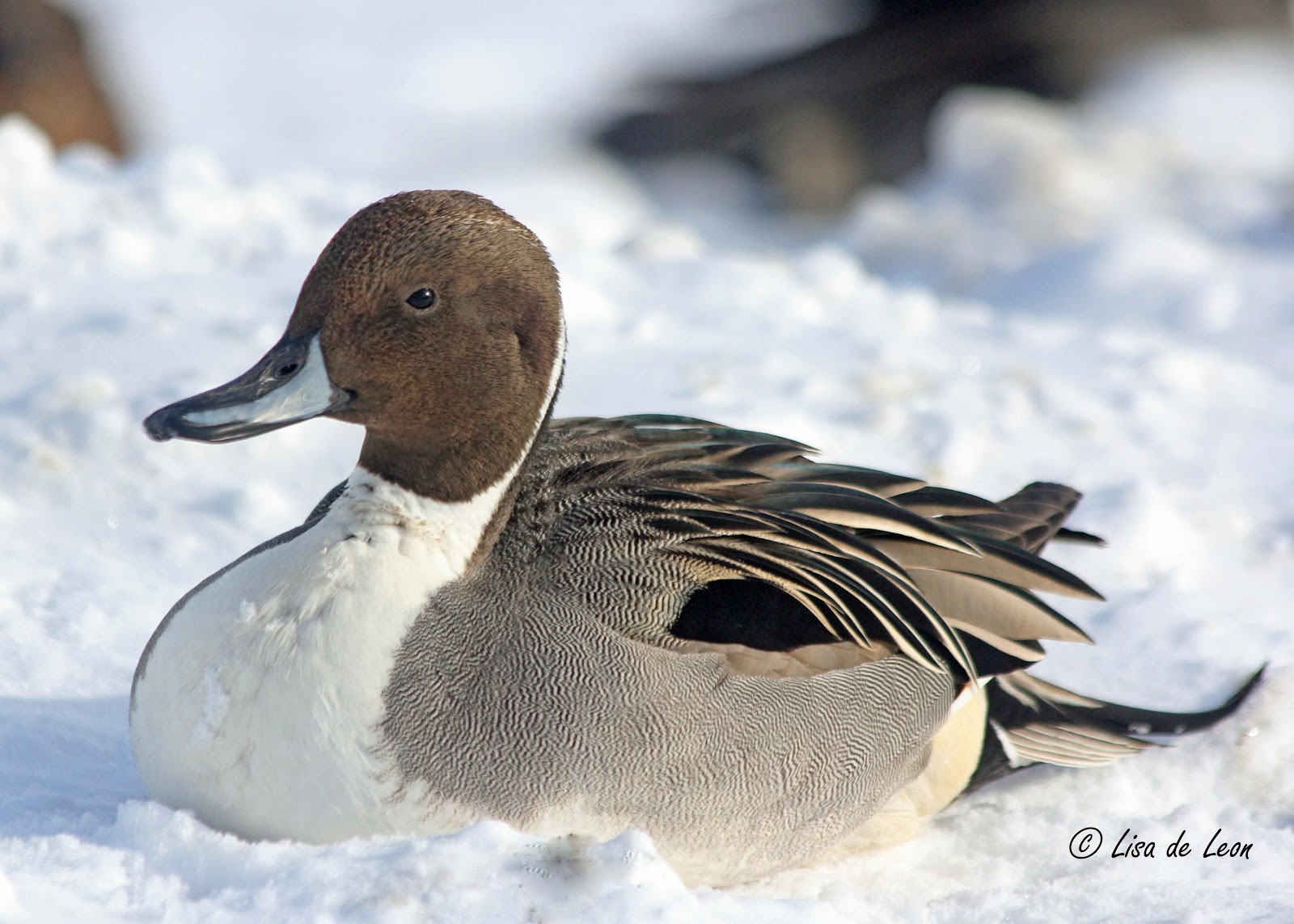 Birding with Lisa de Leon: How do you know when it is Winter?