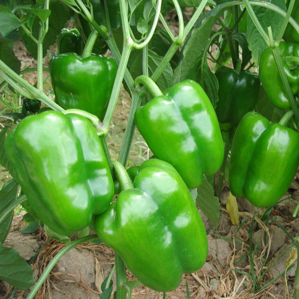 MUONGOZO MFUPI KILIMO BORA CHA PILIPILI HOHO