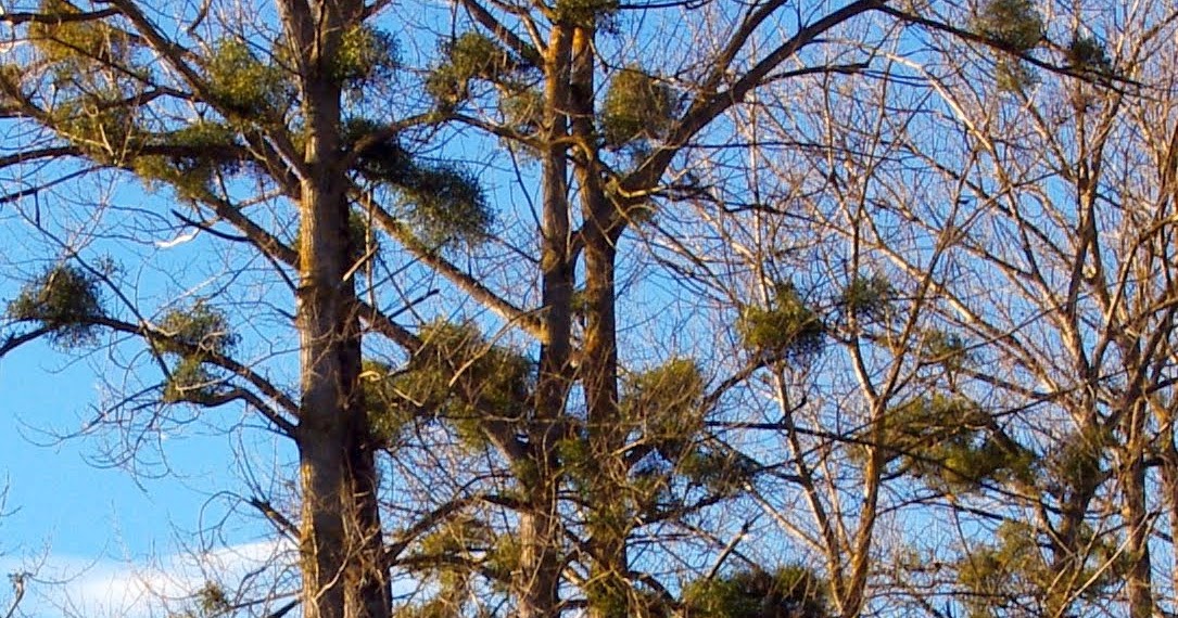 La légende du gui et le Nouvel-An dans la mythologie nordiqueRegards et ...