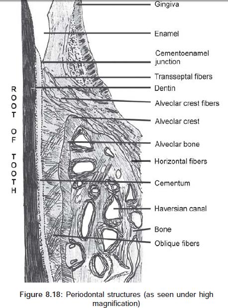Periodontal ligament (anatomy and structure) l Oral histology and ...