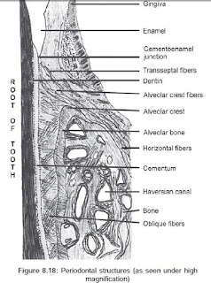 Periodontal ligament (anatomy and structure) l Oral histology and ...