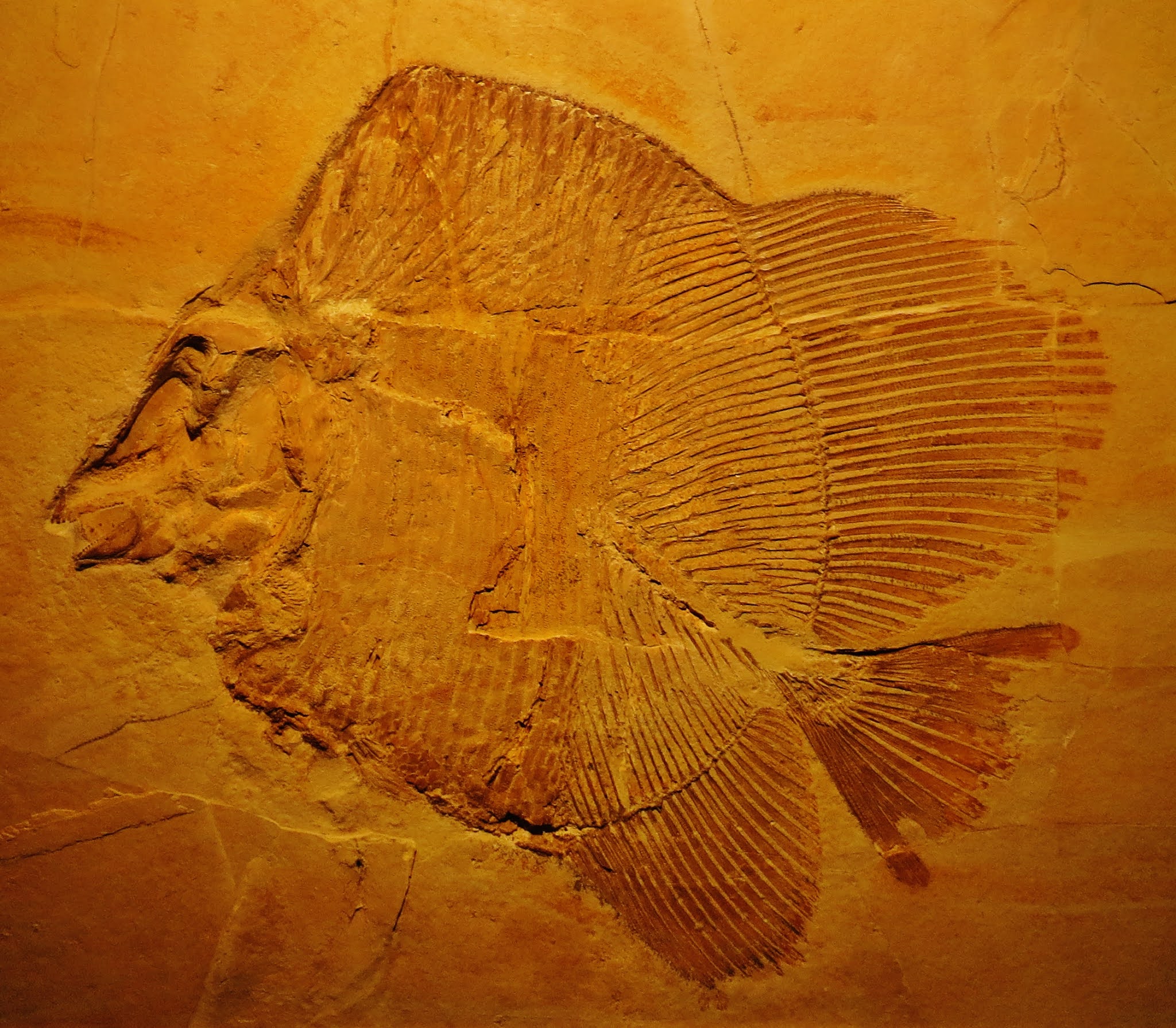 Variety of Life: Pycnodontoidei