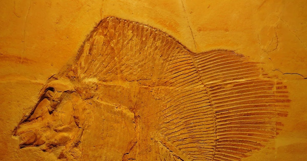 Variety of Life: Pycnodontoidei