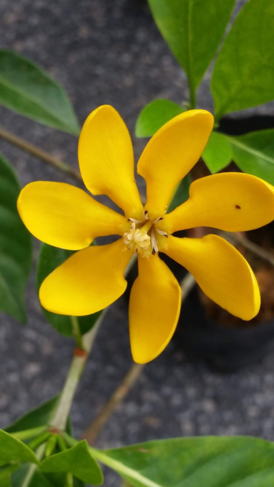 Warisan Petani: WW 97 : Bunga Cempaka Tanjung