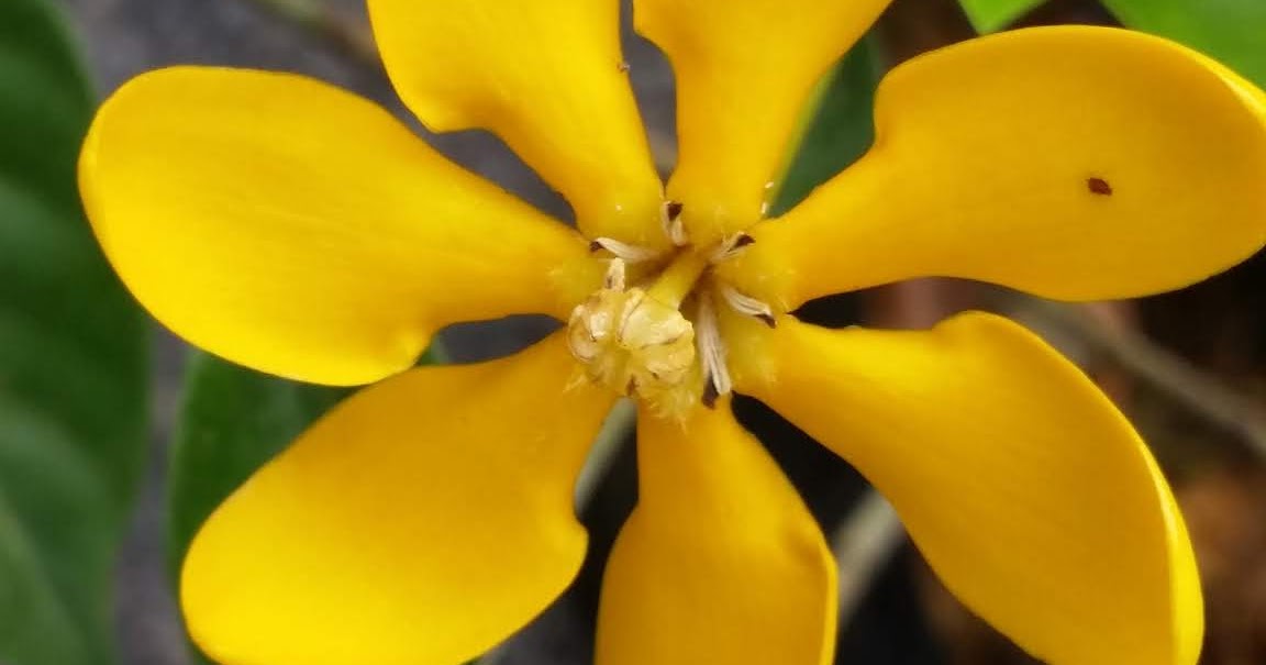 Warisan Petani: WW 97 : Bunga Cempaka Tanjung