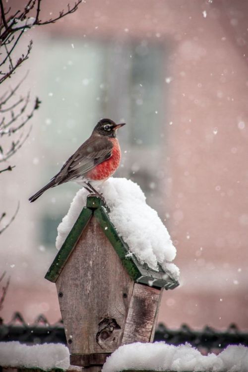 Content in a Cottage: American Robin in the Snow