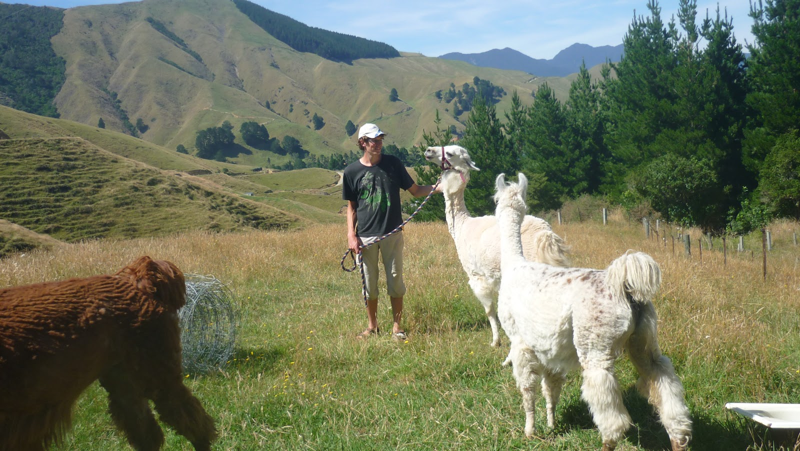 New-Zealand Adventure: Tondre des lamas à Cissy bay
