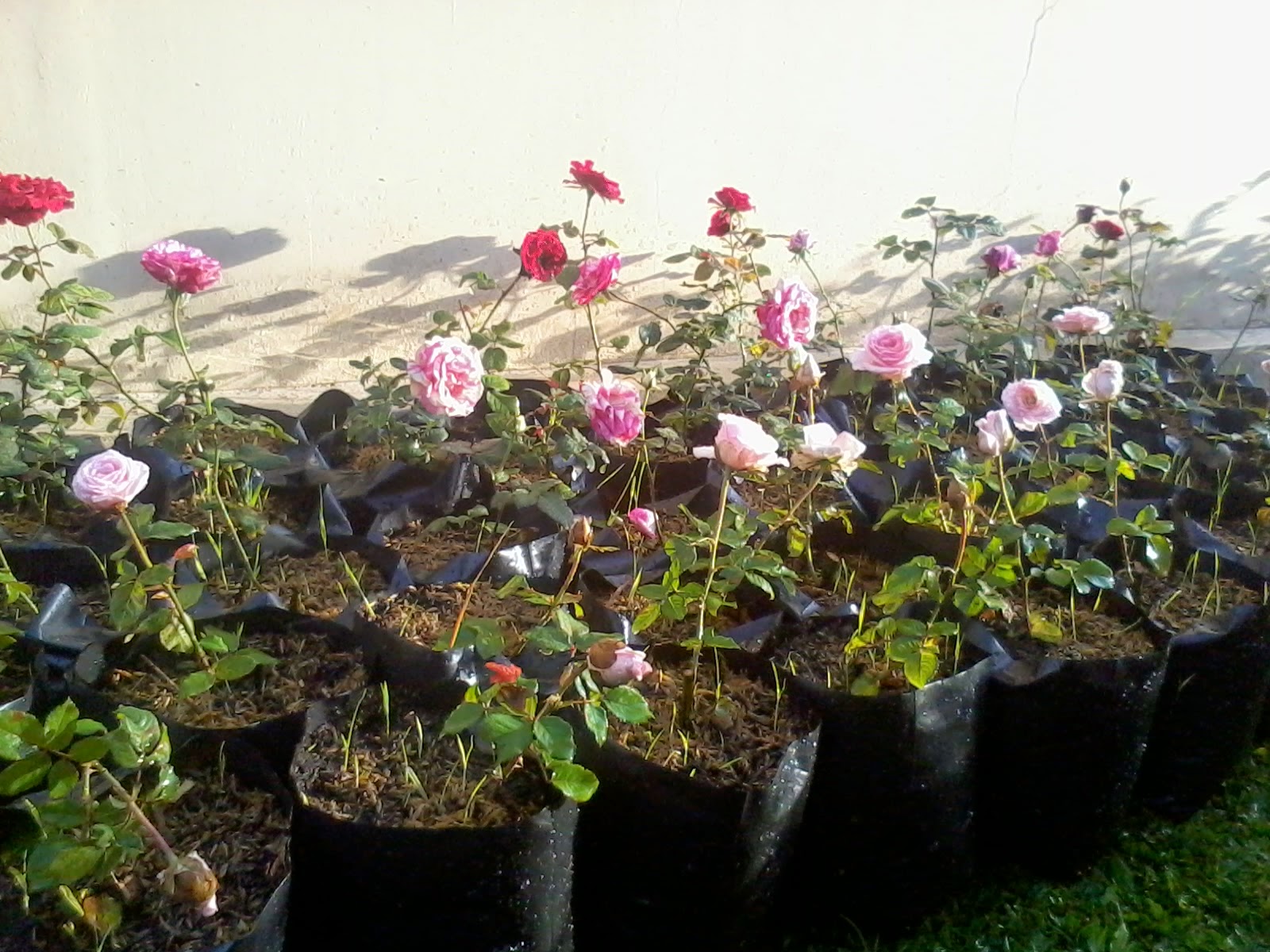 Cara Menanam & Merawat Bunga Mawar Teknik Stek di Pot ~ AHLUL BAIT NABI ...