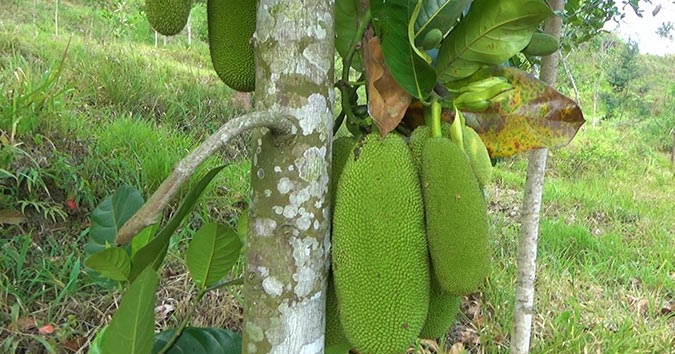Cempedak (Artocarpus integer)